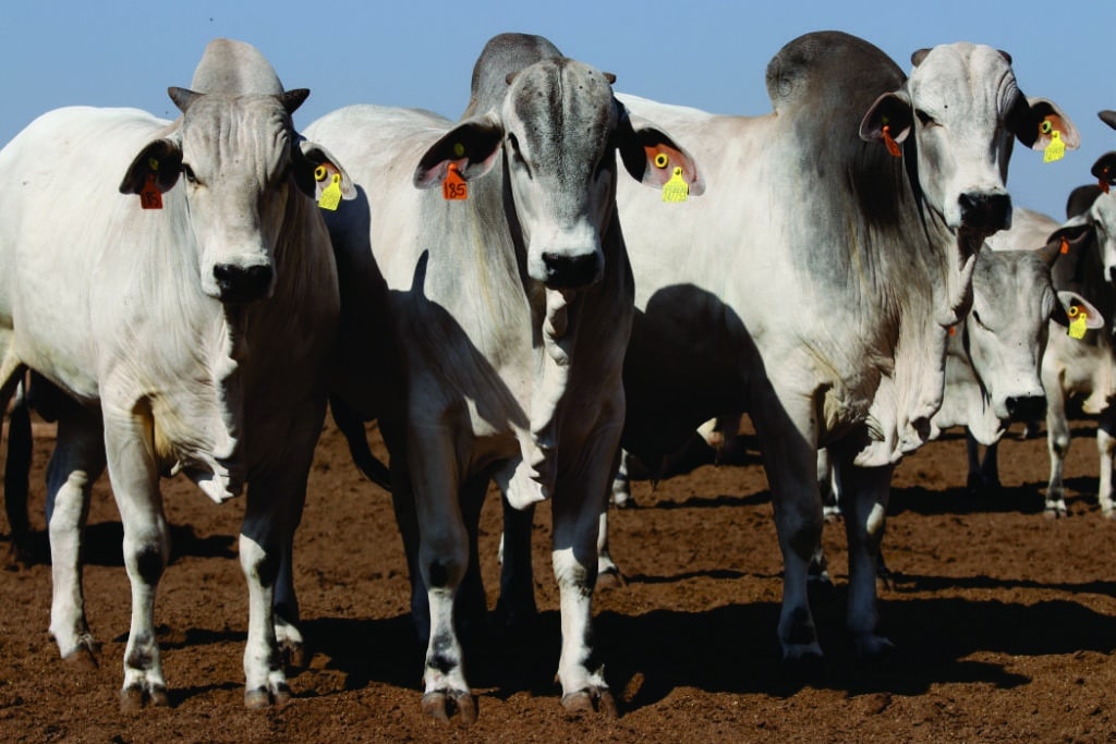 MFG – Agropecuária – O maior boitel do Brasil